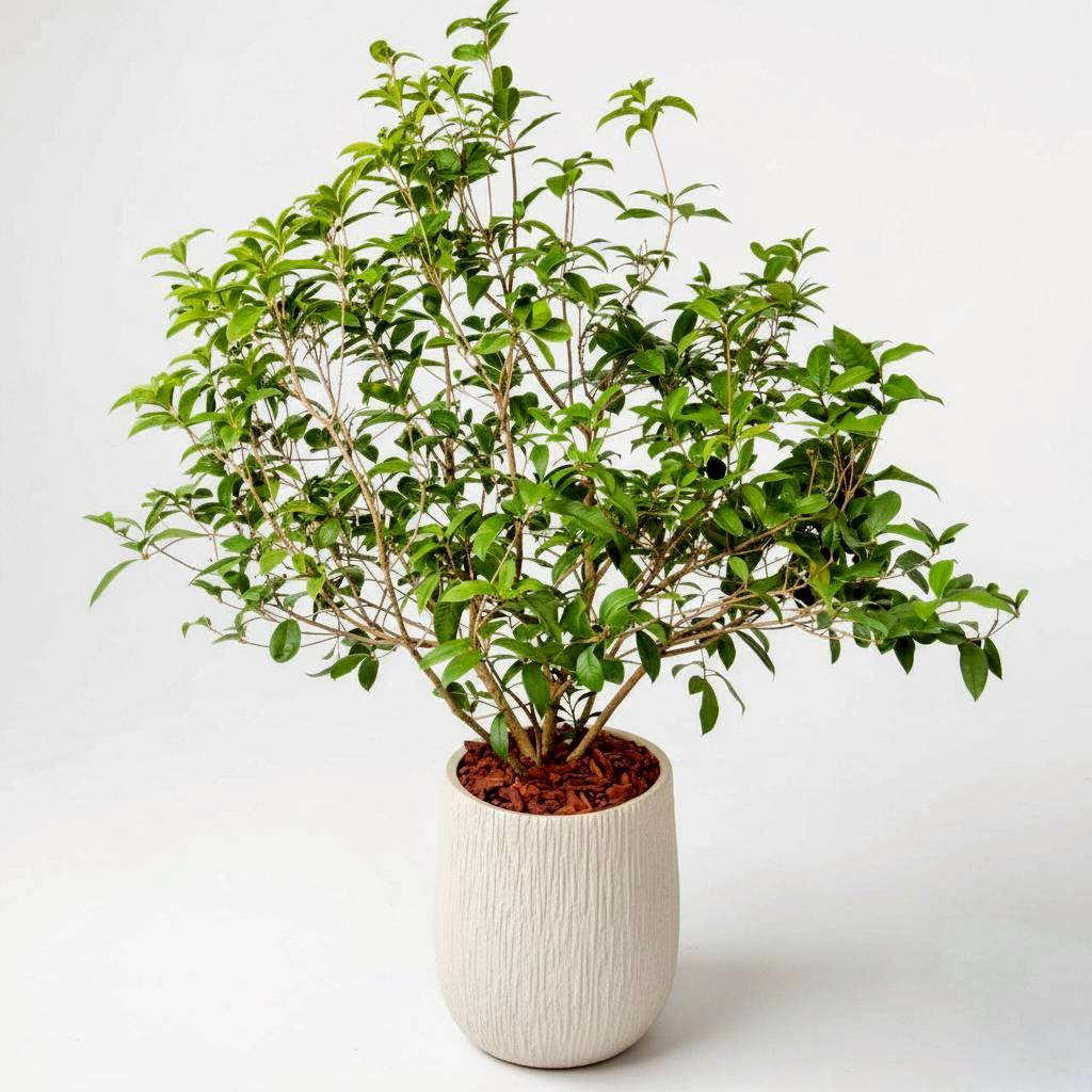 桂花樹 奶白色樹紋落地大盆栽 開幕花盆 觀葉植物 居家裝飾 | 巧繪網植物館 | 植物盆栽送禮推薦