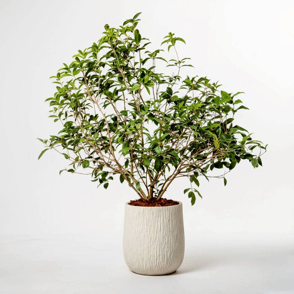 桂花樹 奶白色樹紋落地大盆栽 開幕花盆 觀葉植物 居家裝飾 | 巧繪網植物館 | 植物盆栽送禮推薦