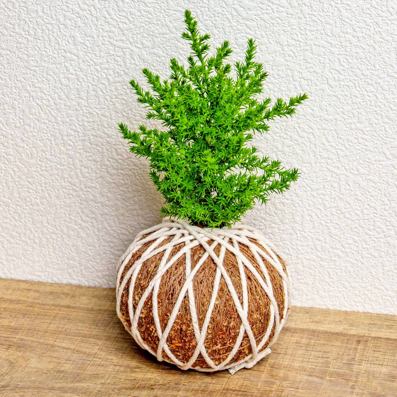 苔球植物 香冠柏苔球 苔玉 禮物 送禮 桌上盆栽 | 巧繪網植物館 | 植物盆栽送禮推薦