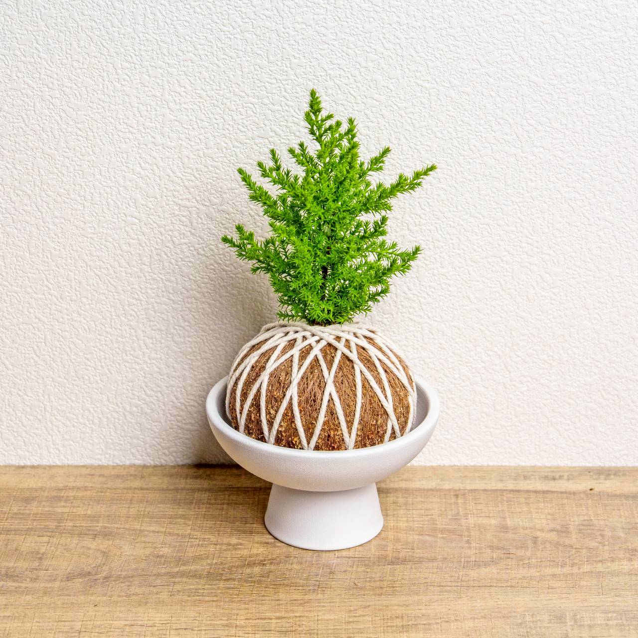 苔球植物 香冠柏苔球 苔玉 禮物 送禮 桌上盆栽 | 巧繪網植物館 | 植物盆栽送禮推薦